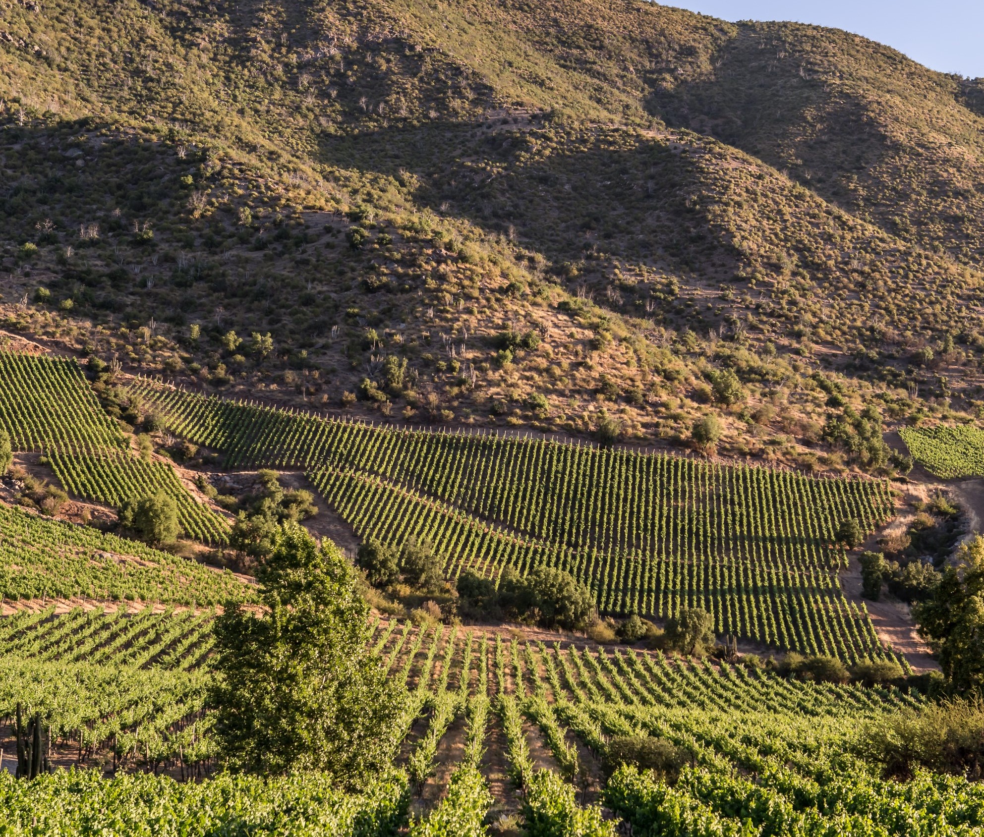 Enoturismo en el valle de Apalta