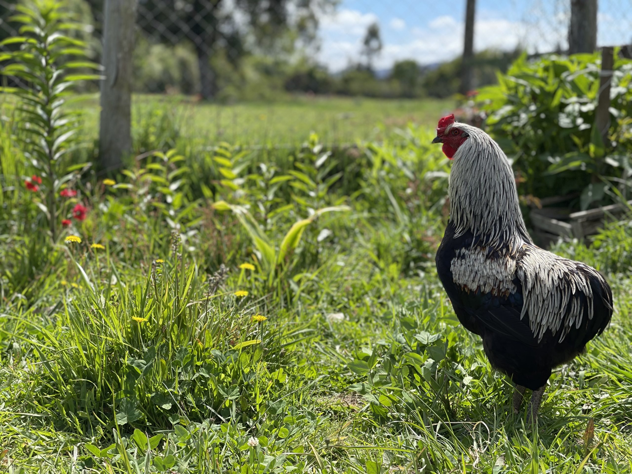BUSCAN RESCATAR LA GALLINA MAPUCHE Y EL TURISMO EN EL LAGO BUDI CON ...