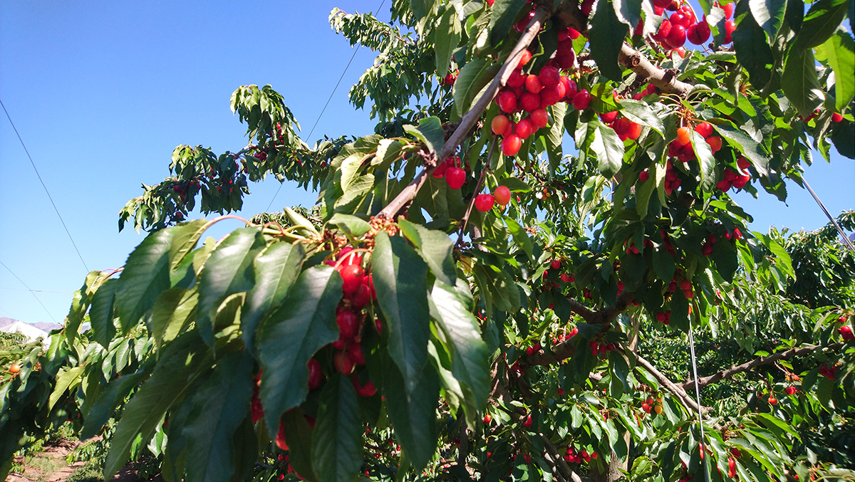 POTENCIARÁN LA PRODUCCIÓN DE CEREZAS EN REGIÓN DE O´HIGGINS
