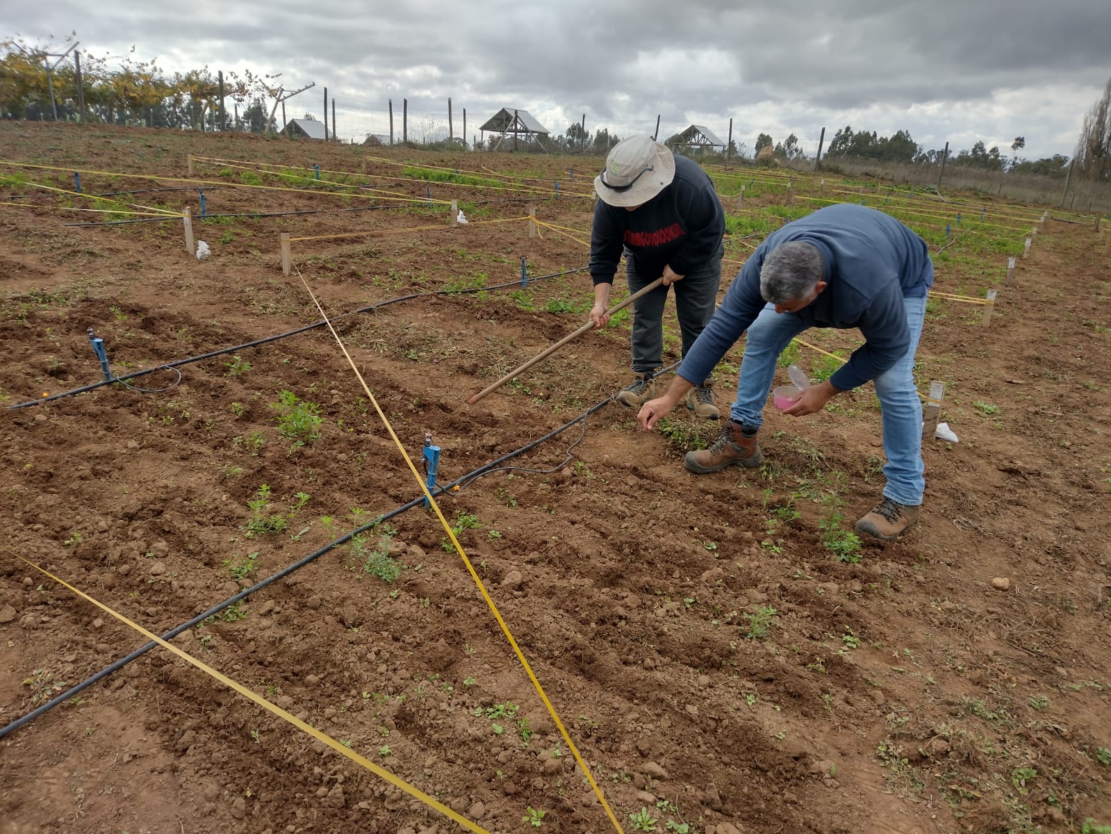 10 PUNTOS CLAVES PARA EL ESTABLECIMIENTO DE LA ALFALFA