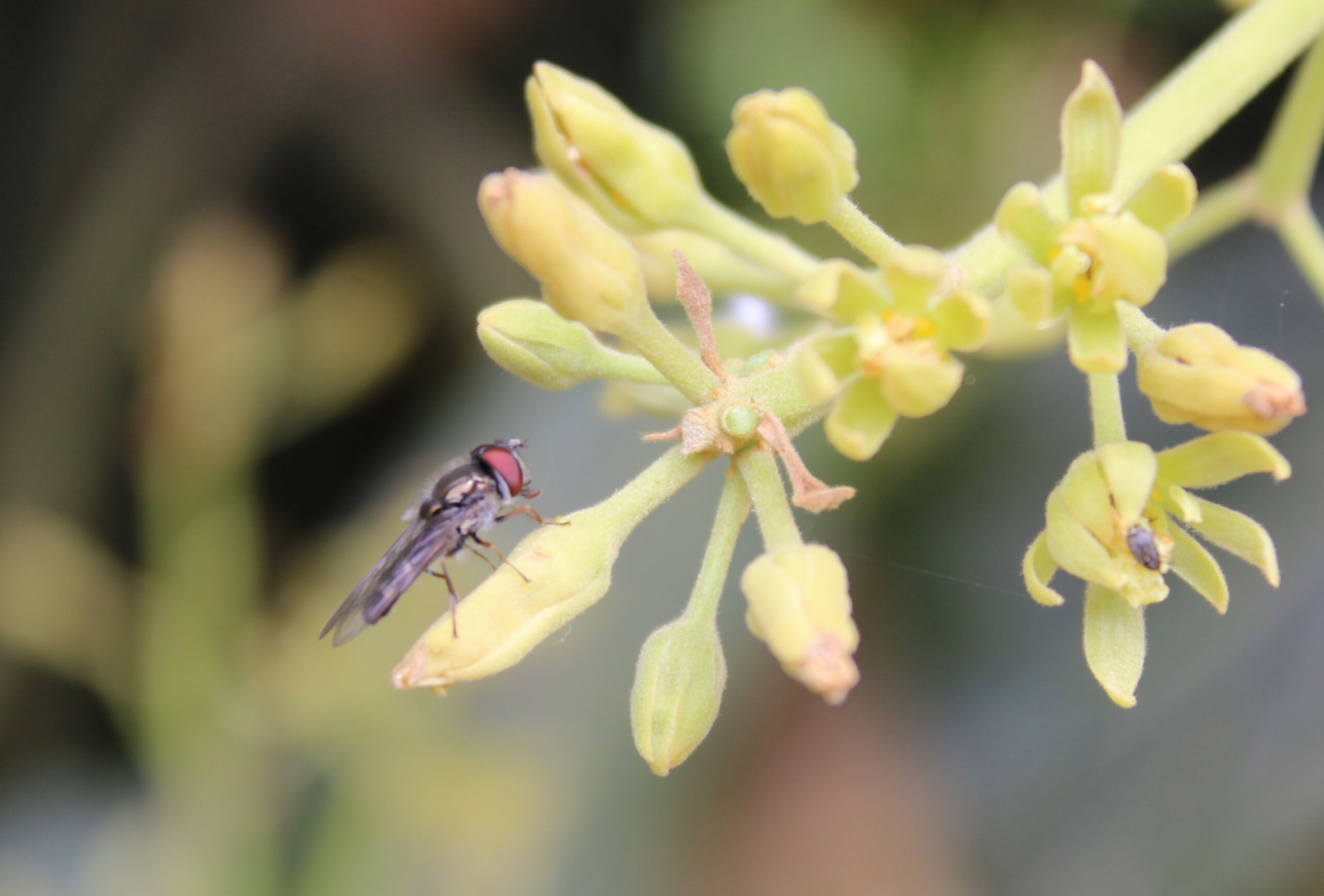 INSECTOS SILVESTRES REALIZAN EL 50% DE LAS VISITAS A LAS FLORES DEL PALTO